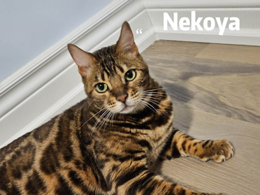 Nekoya