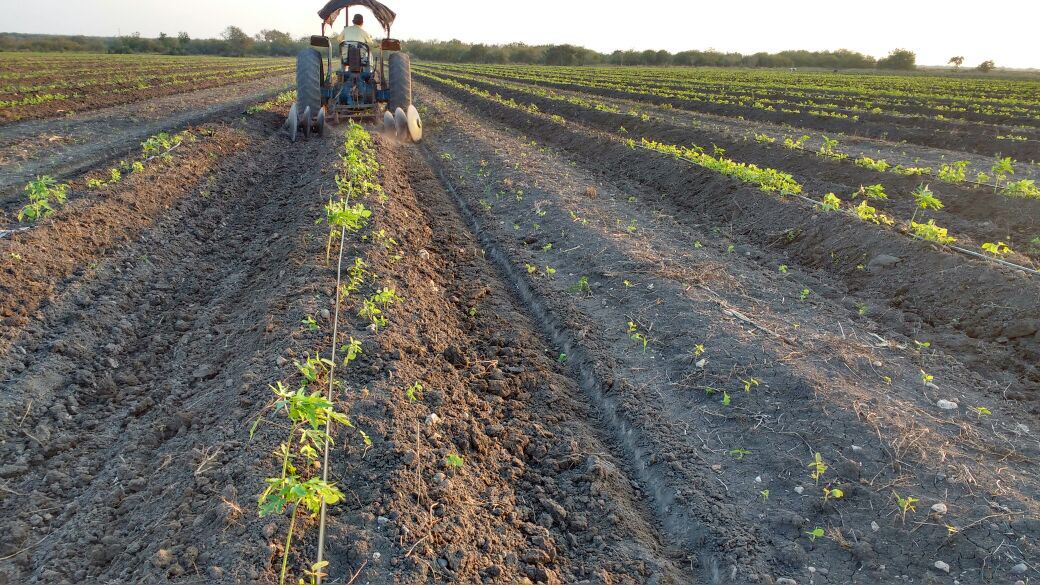 Aloe Vera Plant | United States | Ivan Big Tree