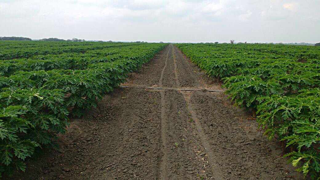 Aloe Vera Plant | United States | Ivan Big Tree