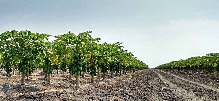 Aloe Vera Plant | United States | Ivan Big Tree