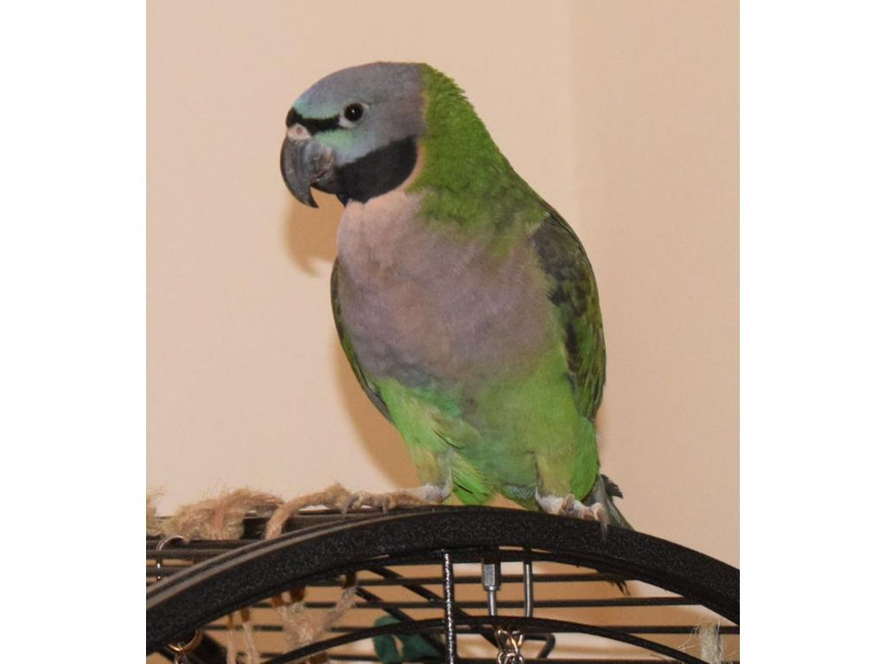 Baby Derbyan Parrot - £375