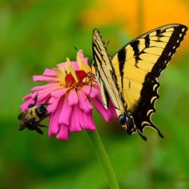Hummingbirds, Butterflies & Bees Class | My Creative Gardens