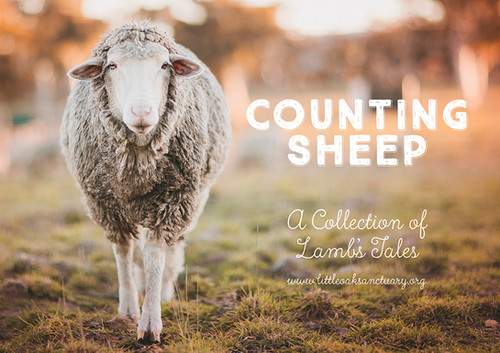 Counting Sheep - A Collection of Lambs Tales | Little Oak Sanctuary