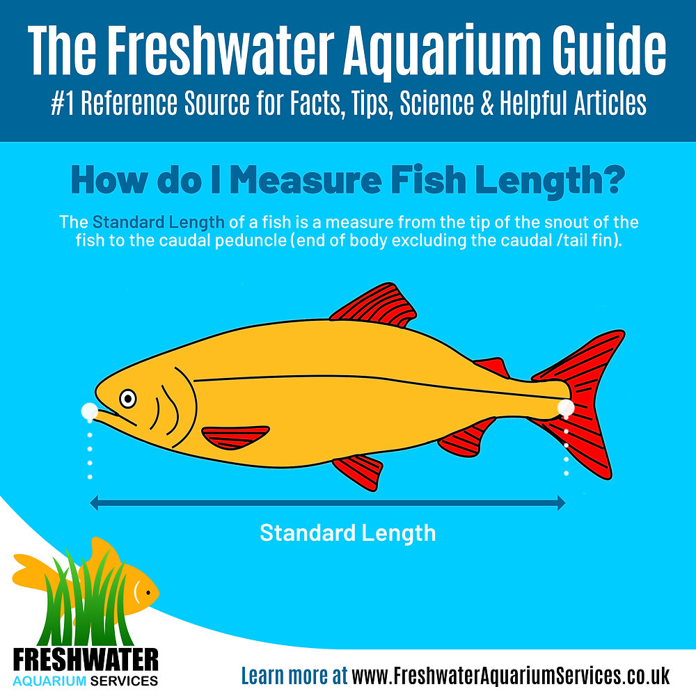 How Do I Measure Fish Length how-do-i-measure-fish-length