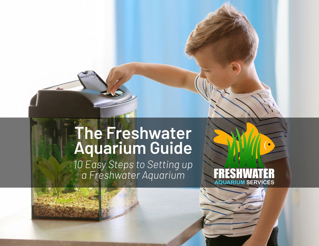 Beginners Guide | Fishkeeping Help | Freshwater Aquarium Services Beginners Guide | Fishkeeping Help | Freshwater Aquarium Services