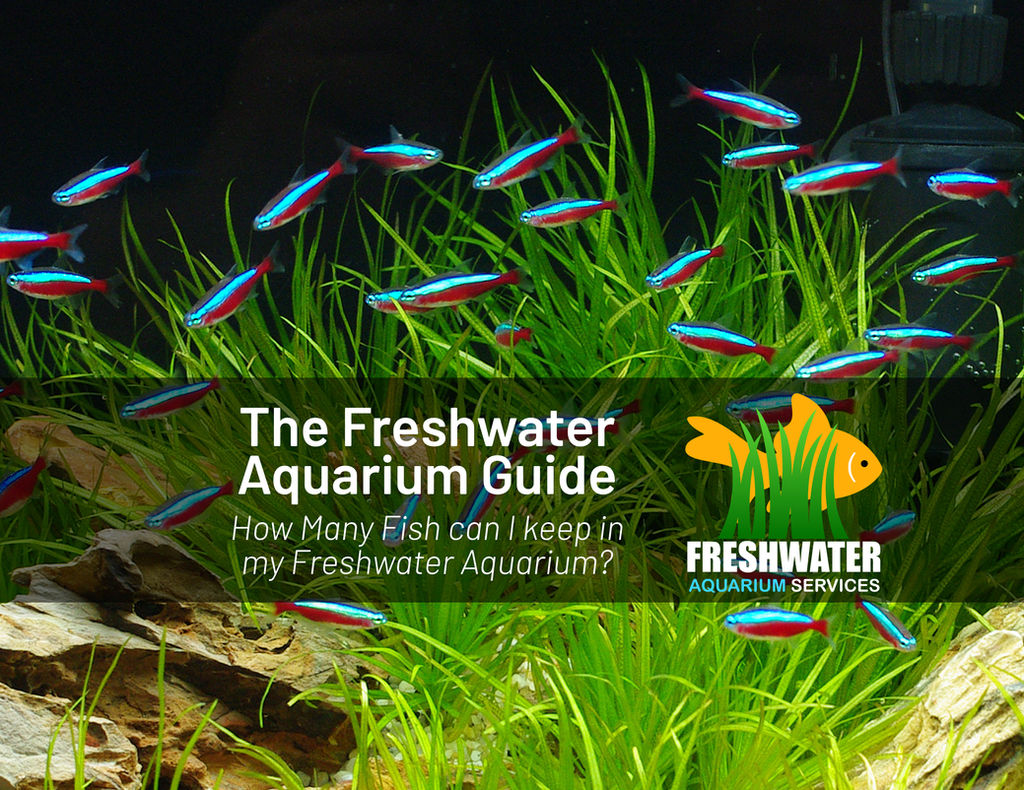 Home | Fishkeeping Help | Freshwater Aquarium Services