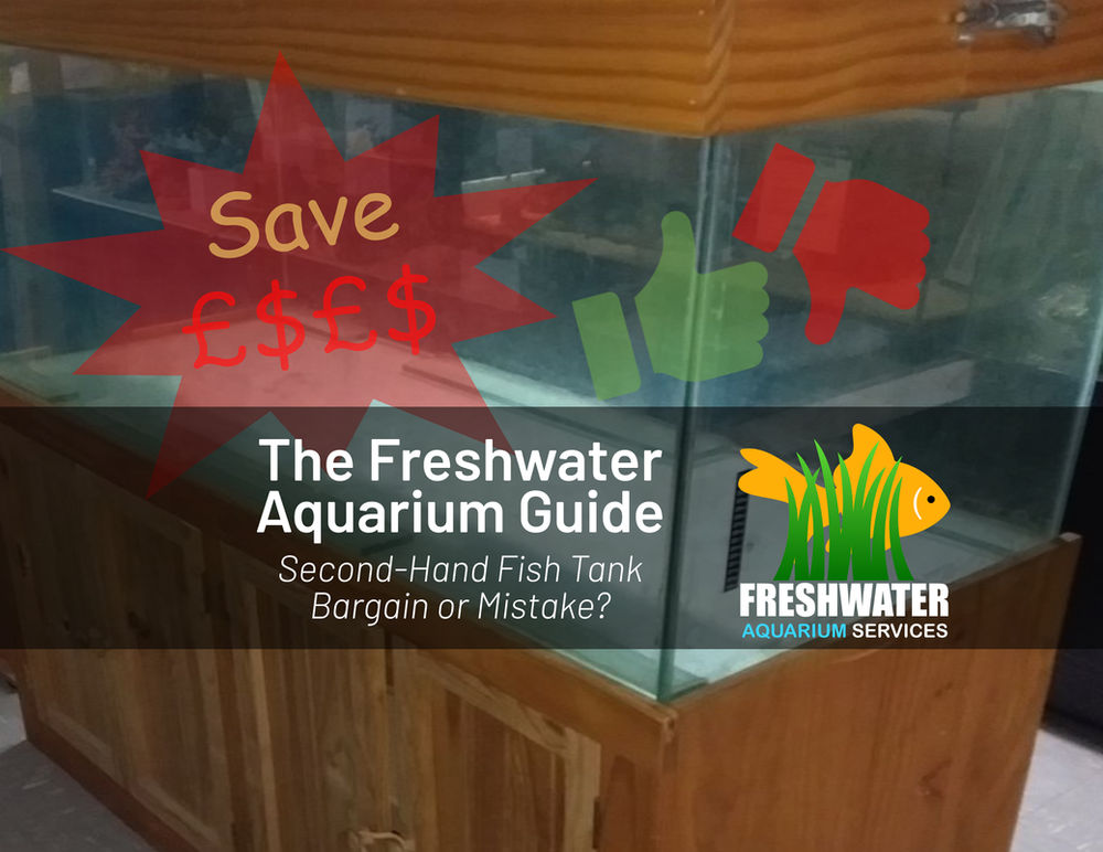 Second-Hand Fish Tank - Bargain or Mistake?