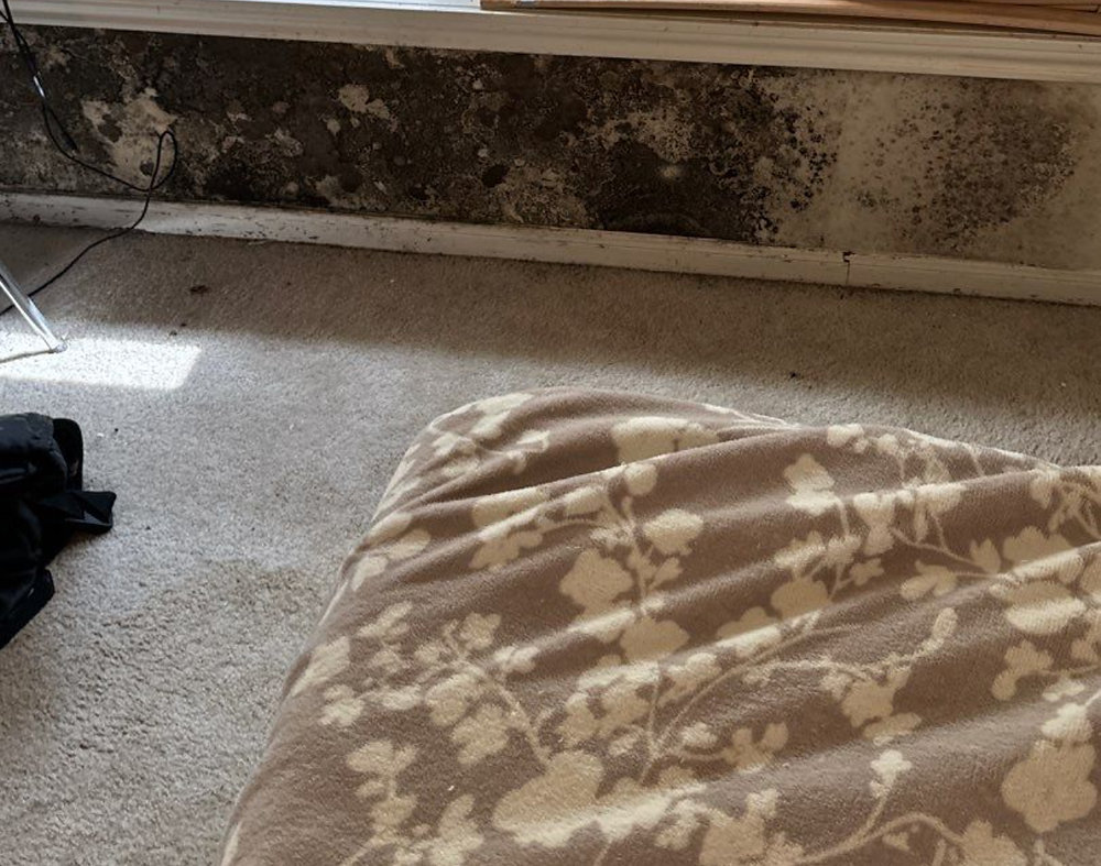 Understanding Mycotoxins From Mold A Comprehensive Guide