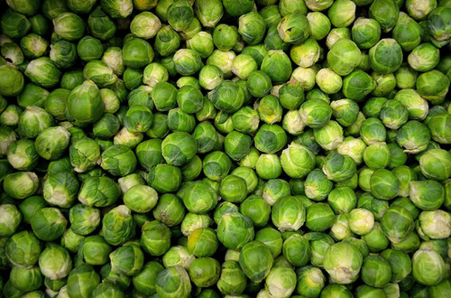 BRUSSELS SPROUTS, Catskill | Michigan Heirlooms