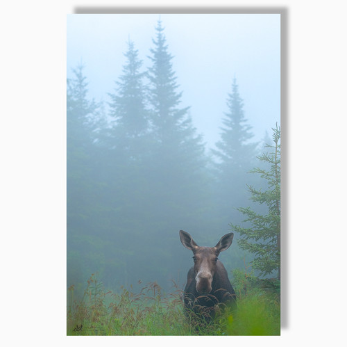 Dans le brouillard | Eric Deschamps
