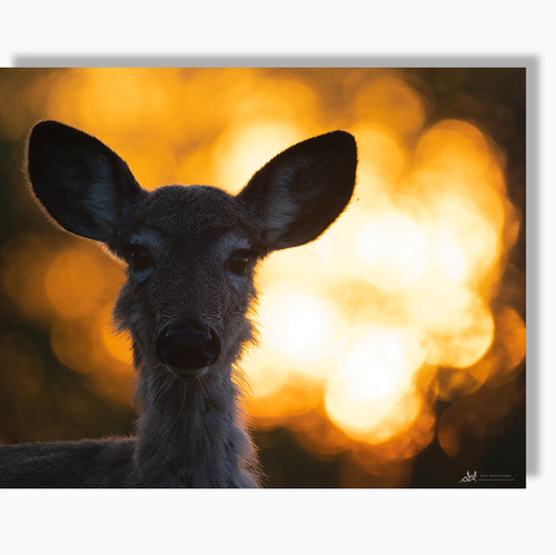 Lueur d'une mue | Eric Deschamps