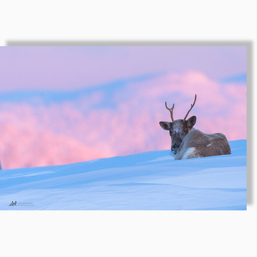 Rose caribou | Eric Deschamps