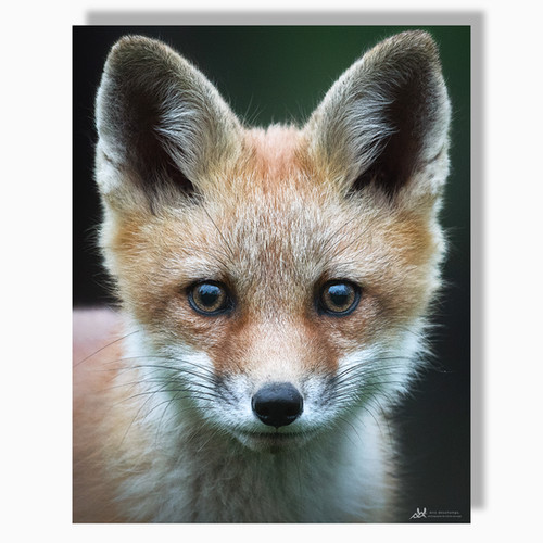 Curieux renardeau | Eric Deschamps