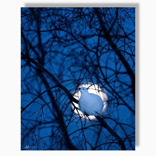 Mirage de frost | Eric Deschamps