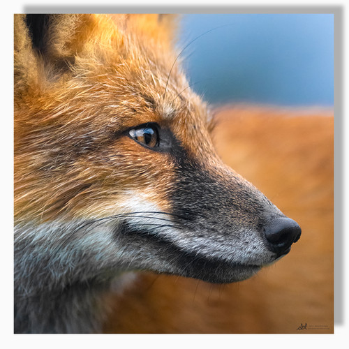 Sourire en coin | Eric Deschamps