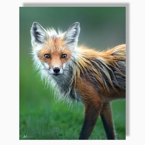 Lionne et sa mue - Toile | Eric Deschamps