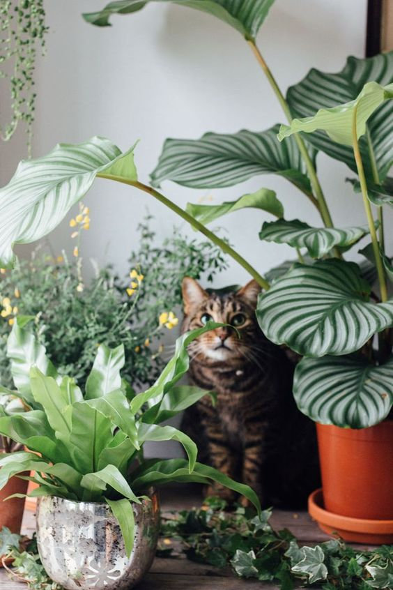 How to Care Your Cat and the Environment at the Same Time