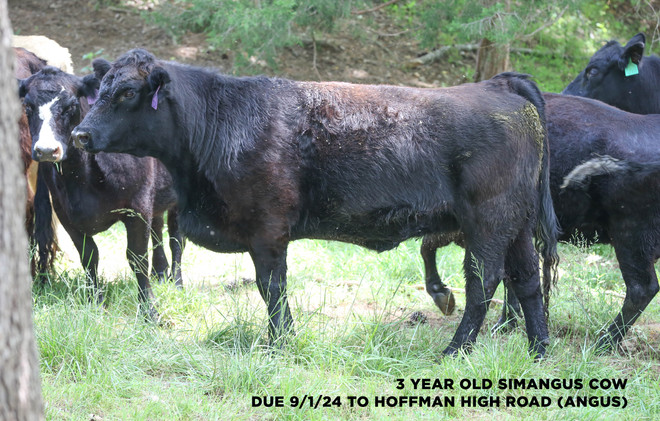 Special Sales | Stanly County Livestock Market