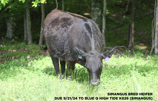 Special Sales | Stanly County Livestock Market