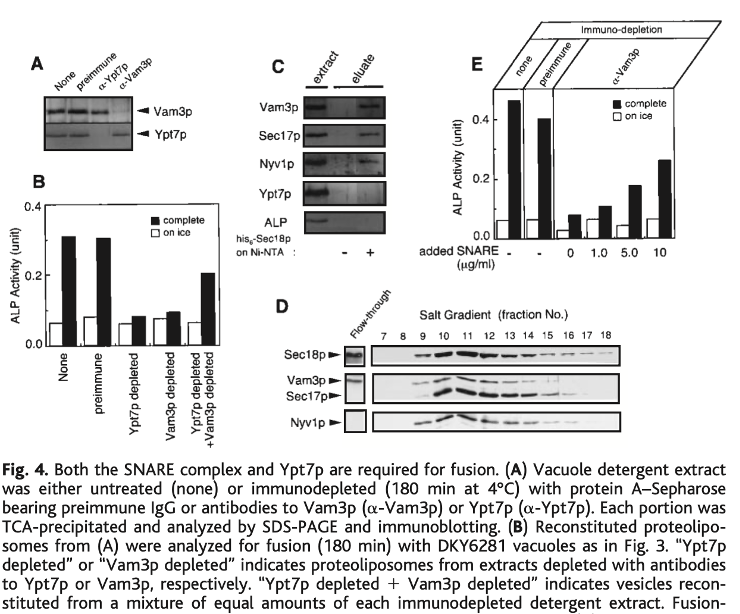 Fusion; Lab History | vacuole fusion