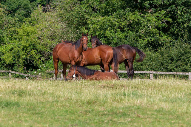 Bearstone Stud | Market Drayton | our stud
