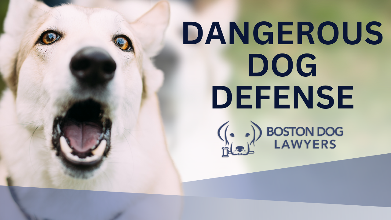 Dangerous Dog Defense | Boston Dog Lawyer MA