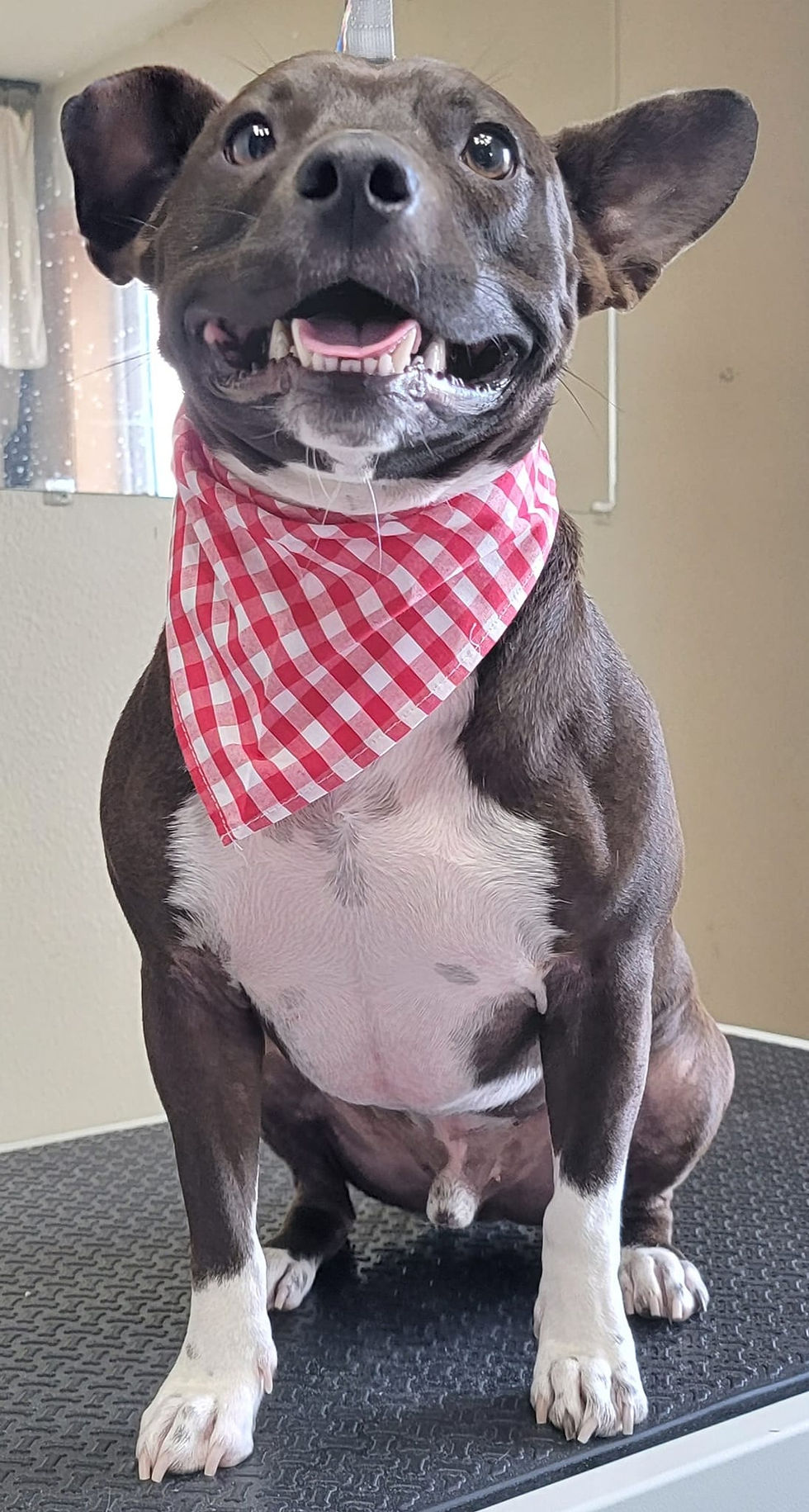 Home | Bark With Lark I Ottertail, MN I Dog Training