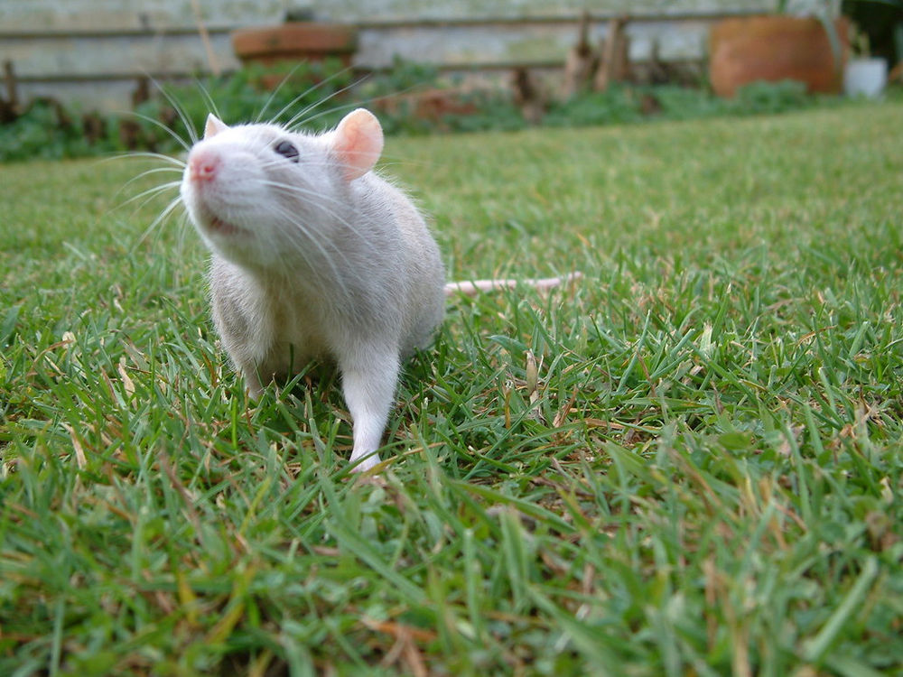 Brinquedos para ratos