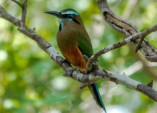 Half Day Birdwatching guided tours Tulum Playa del Carmen Yucatan ...