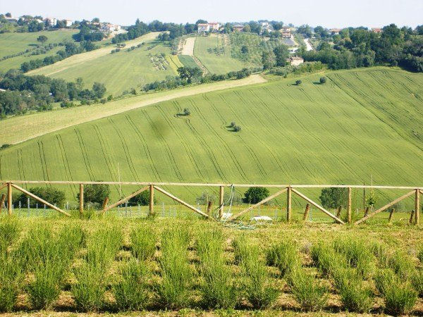 Cimarelli | Retaggio Imports