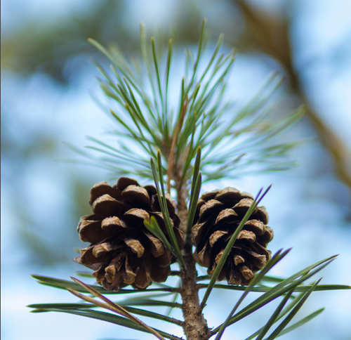 Furu buskform, Pinus sylvestris | Tommys Planter