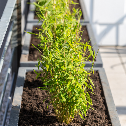 Bambus, Fargesia murieliae 'Rufa' | Tommys Planter