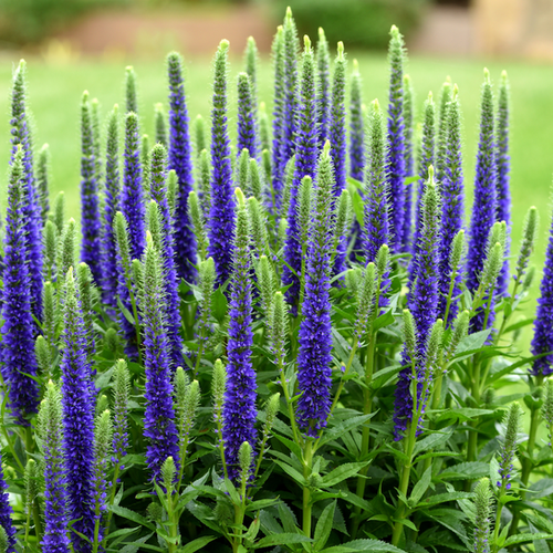 Aksveronica, Veronica spicata `Ulster Dwarf Blue` | Tommys Planter