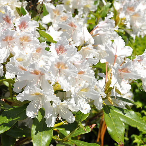 Rhododendron `Cunningham`s White` | Tommys Planter