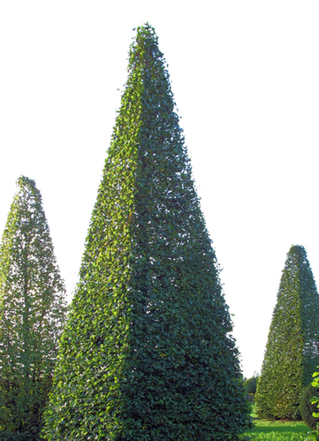 Pyramideformet Agnbøk, Carpinus betulus | Tommys Planter