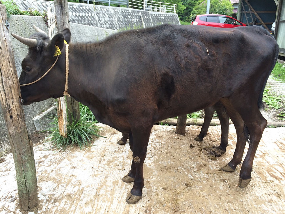 A rare line of Japanese Black Cattle revived by an old cattleman It’s a ...