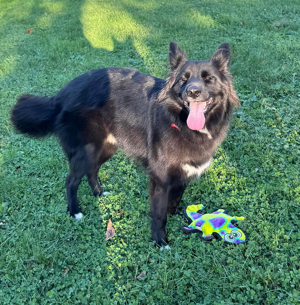 Adoptable Dogs | NJSH Pet Rescue | New Jersey