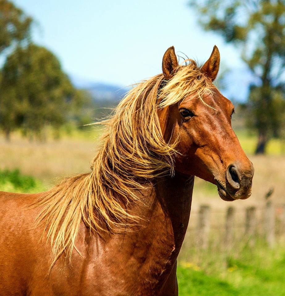 Gallery | Waler Horse Association