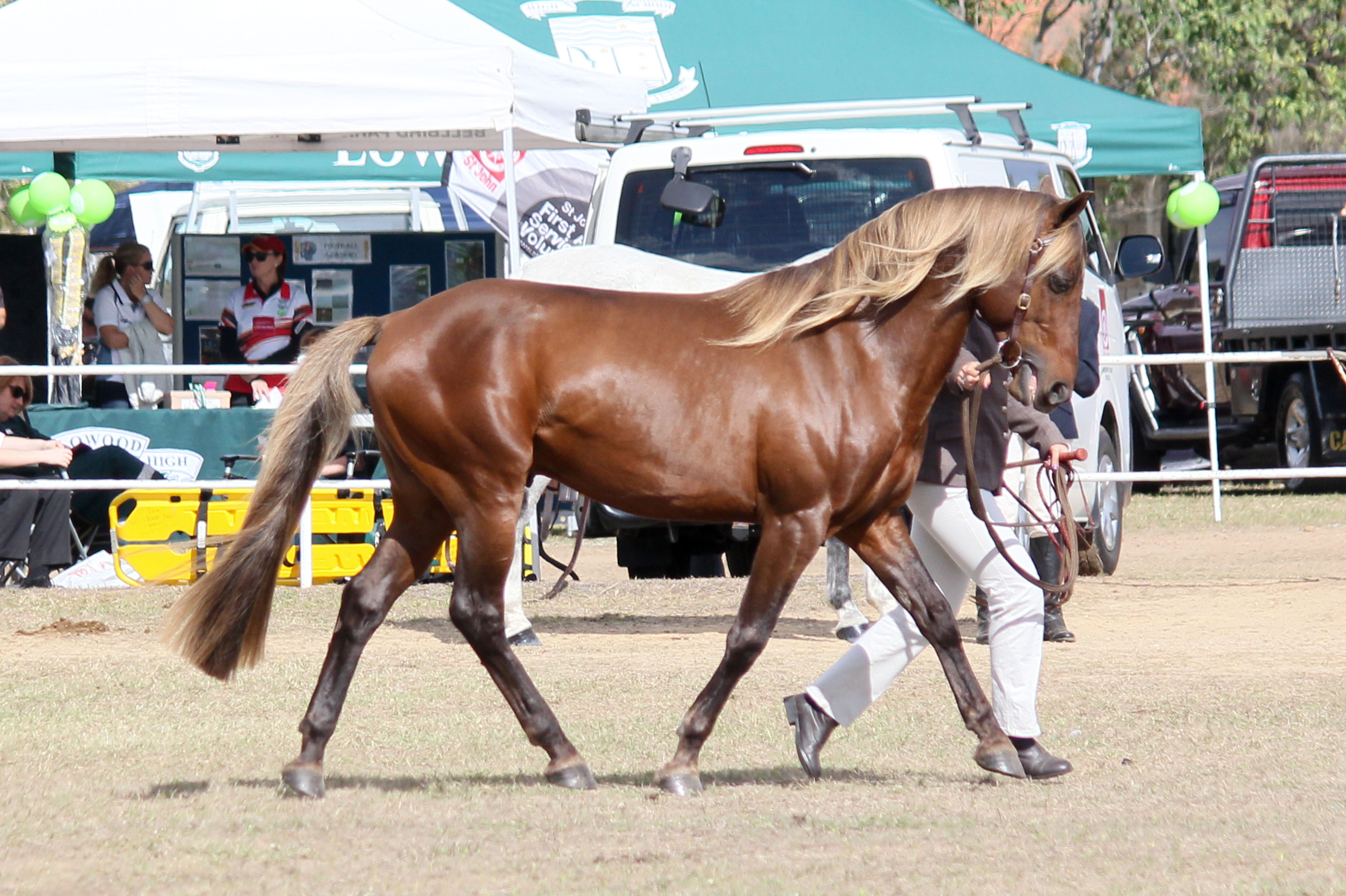 Gallery | Waler Horse Association