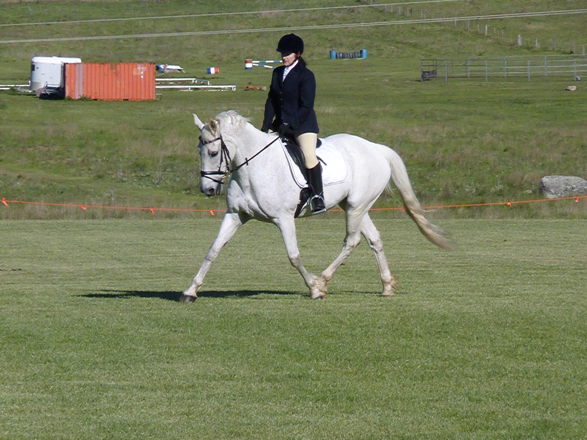 Gallery | Waler Horse Association
