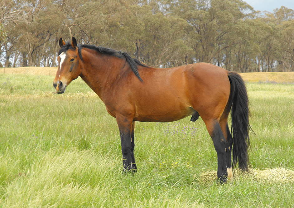 Gallery | Waler Horse Association