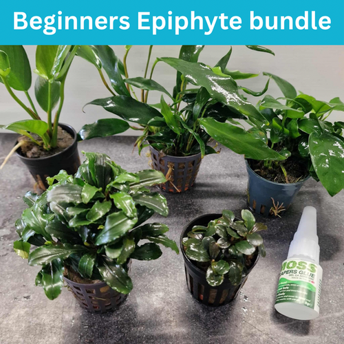 Easy to Grow Epiphyte Plant Bundle for beginners | Byrkley Aquatics