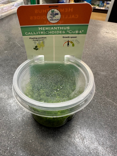 Hemianthus Callitrichoides ‘cuba’ Invitro pot | Byrkley Aquatics