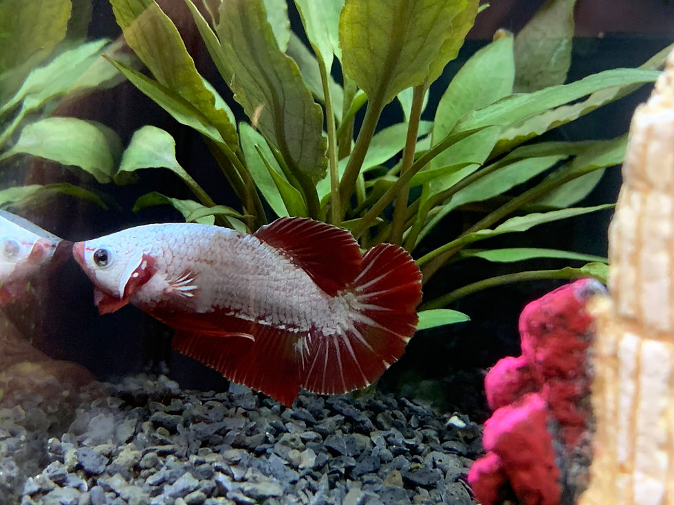 Male Fighting Fish | Byrkley Aquatics | Betta Fish