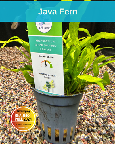 Microsorum Java Fern Narrow Leaf potted aquarium plant | Byrkley Aquatics