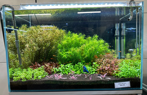 Perfect Plants for a Dutch Style Scape | Byrkley Aquatics