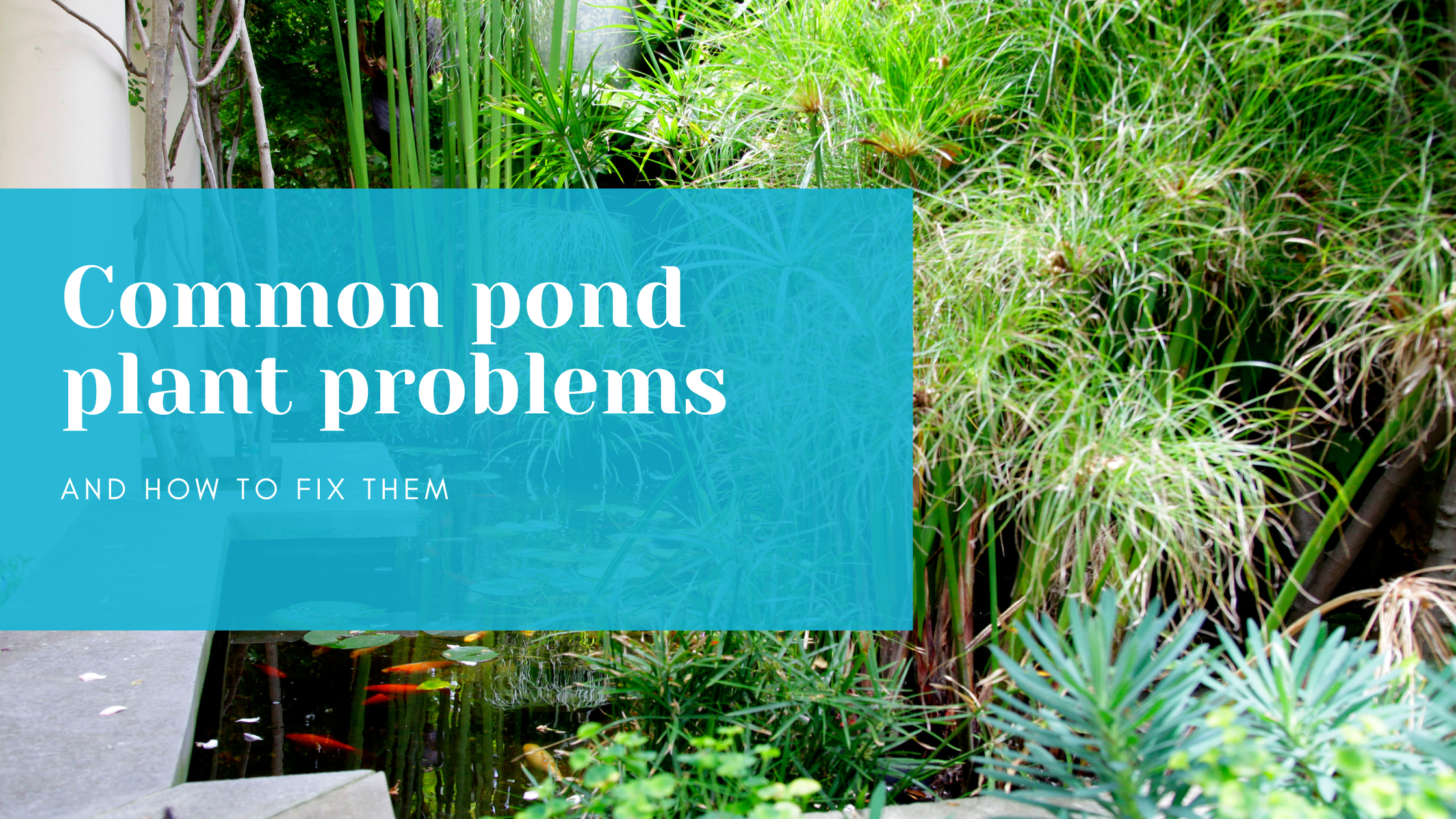 common pond problems