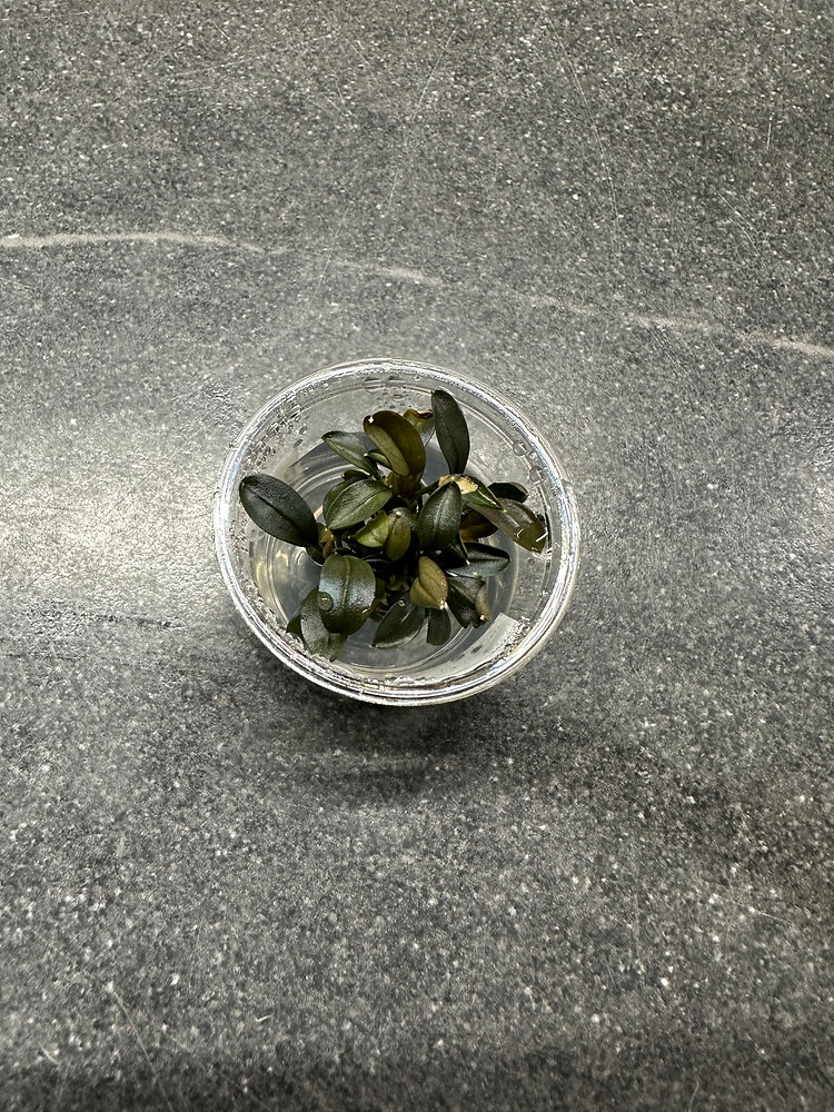 Bucephalandra Plants in Aquascaping: Care, Varieties, and Tips