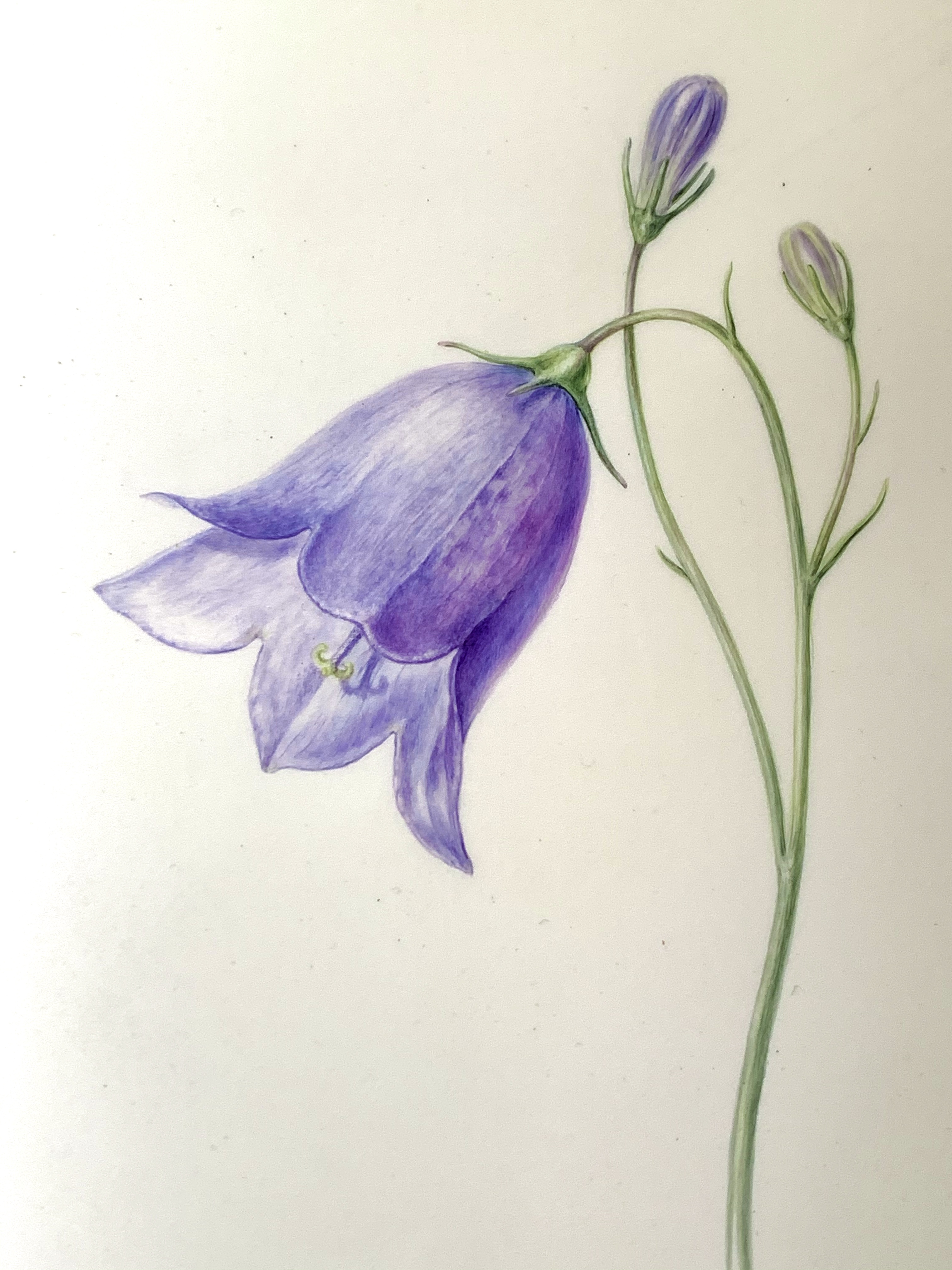 Watercolour | diannesutherland