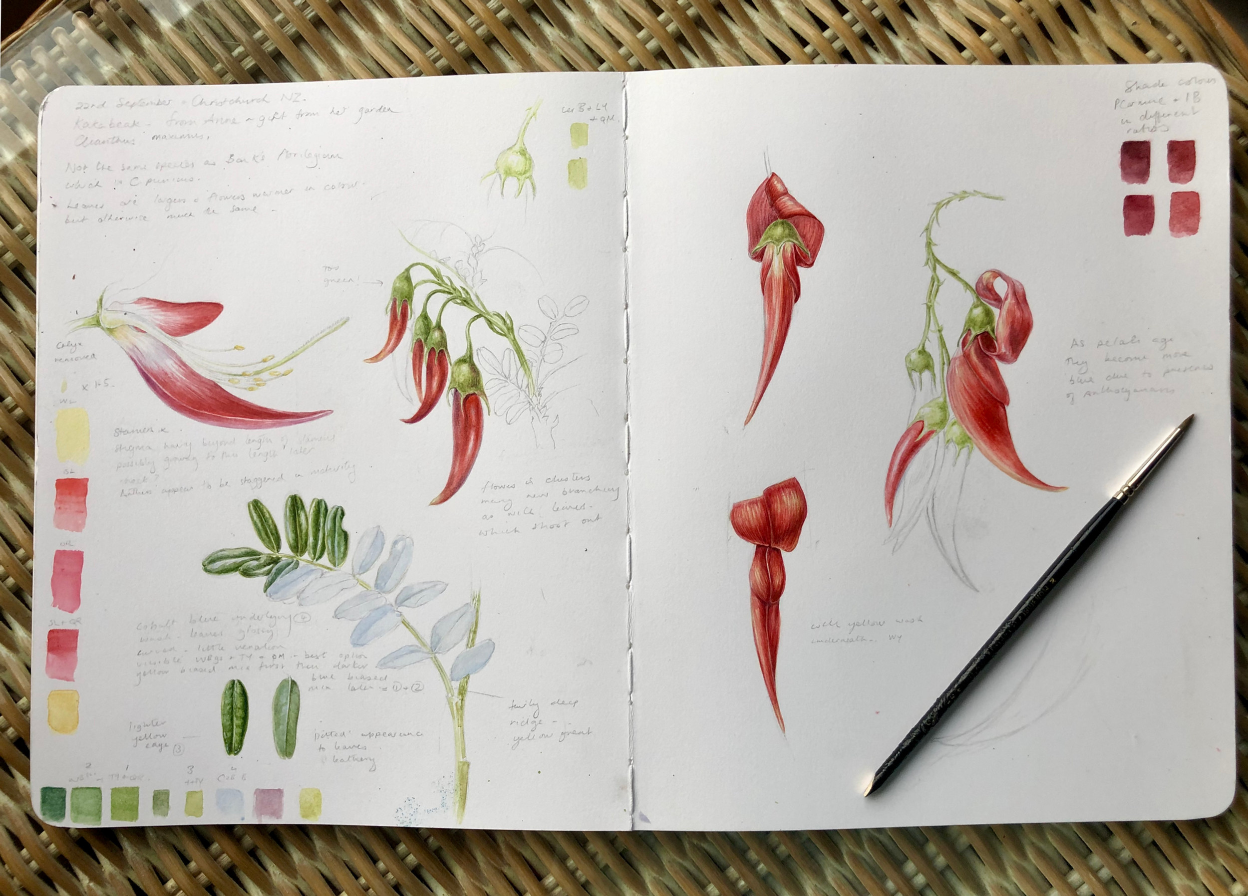 NEW Advanced Course | botanicalonline